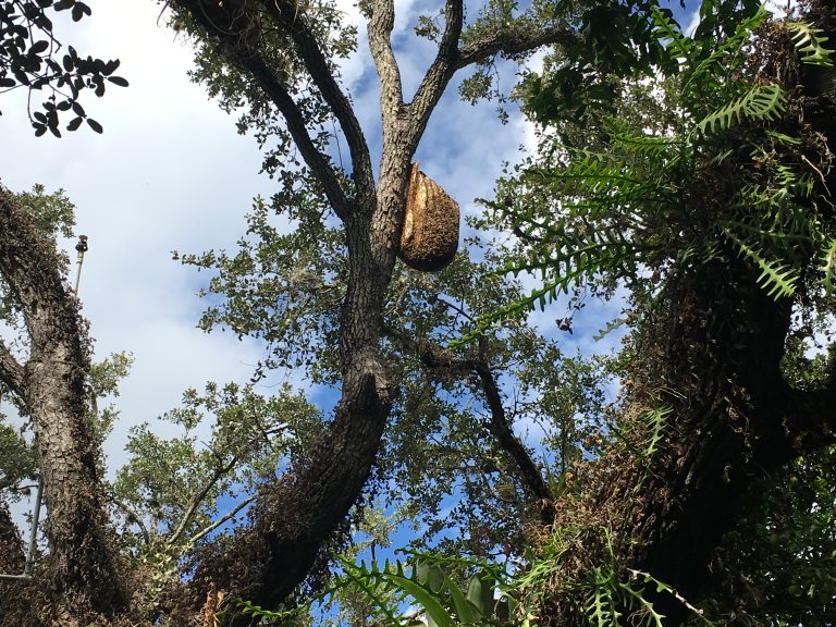 The Kampong – A Tranquil Botanical Garden In A Historical Coral Gables ...