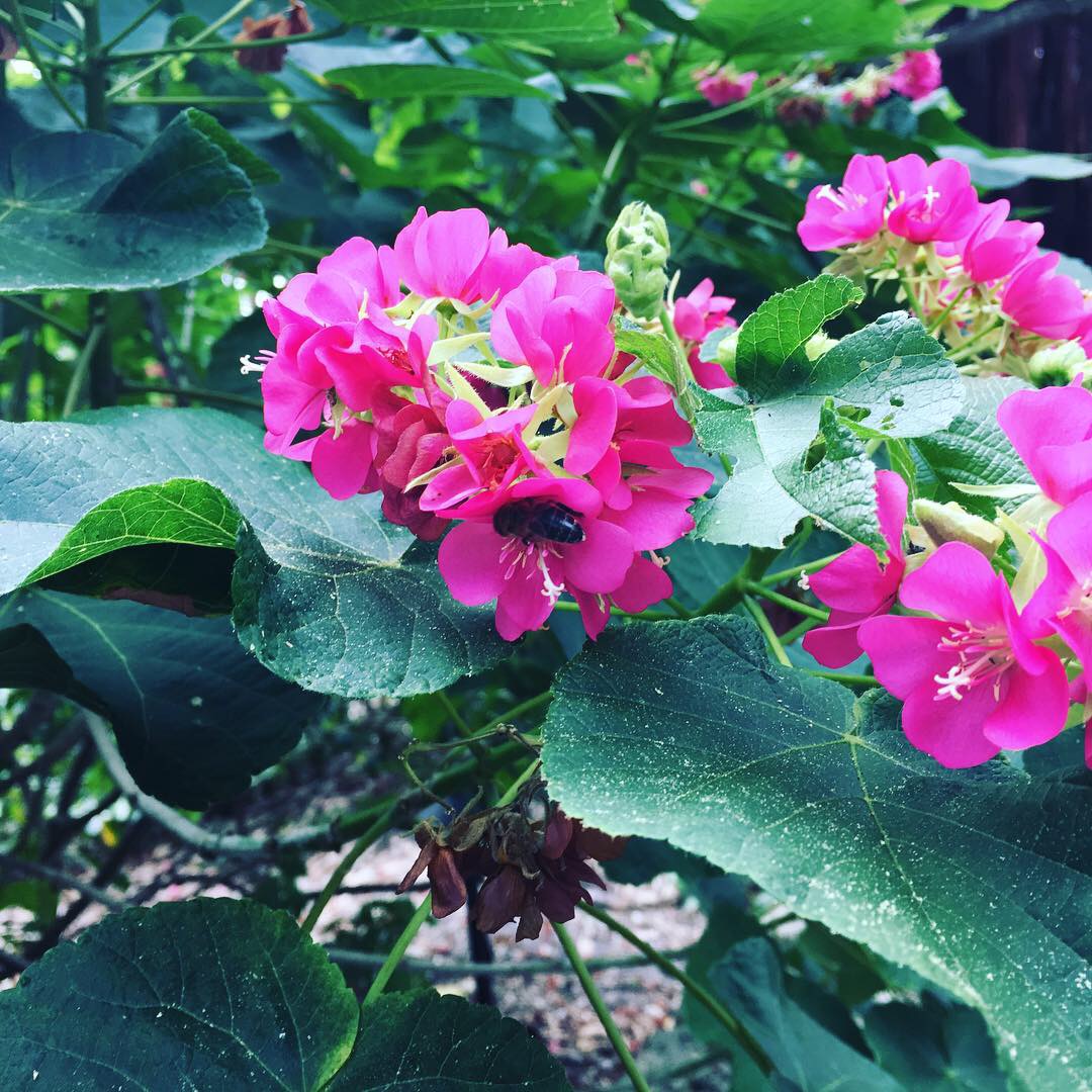 The Kampong – A Tranquil Botanical Garden In A Historical Coral Gables ...