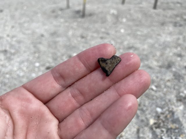 Finding Old Florida And Shark Teeth At Manasota Key – South Florida And ...